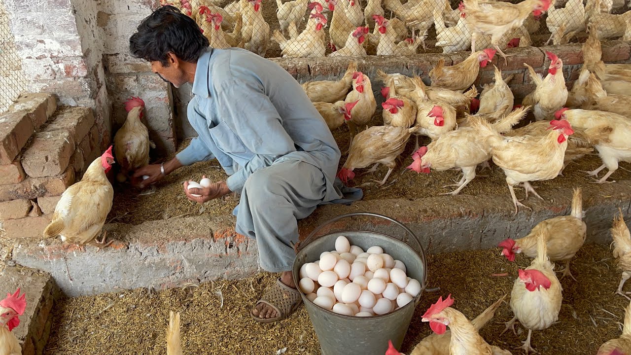 Collection Murgi Hen Harvesting Egg On Poultry Farming | Poultry ...