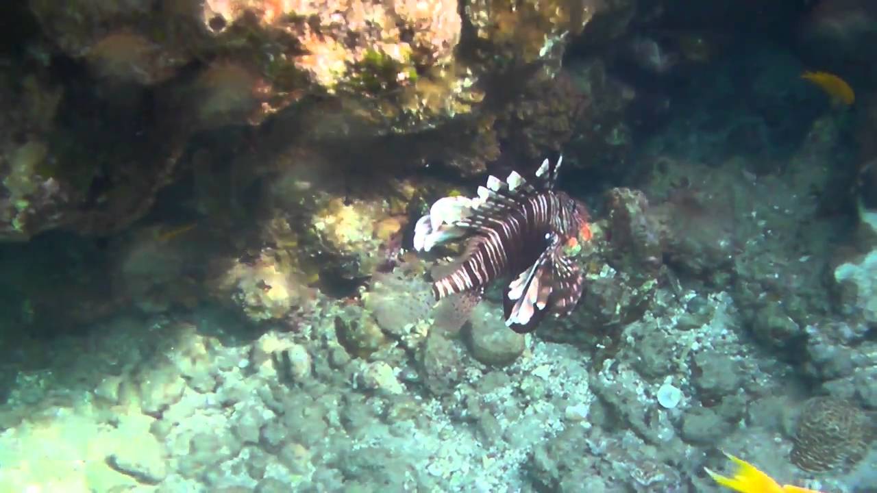 EGYPTE - MER ROUGE - POISSON SCORPION (4).MP4 - YouTube