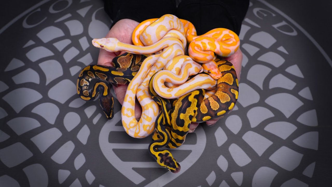 You Won't Believe The CRAZY Colors of These Newly Hatched Ball Pythons ...