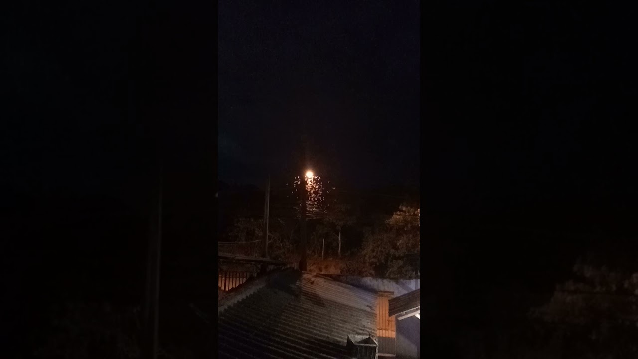 Bichinhos de luz conhecido como aleluias , siriris e cupins de água ...