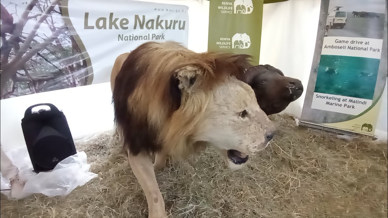 SHOWSTOPPER: Meet The King Lion, Pygmy Hippo & Ornamental Birds At KWS ...