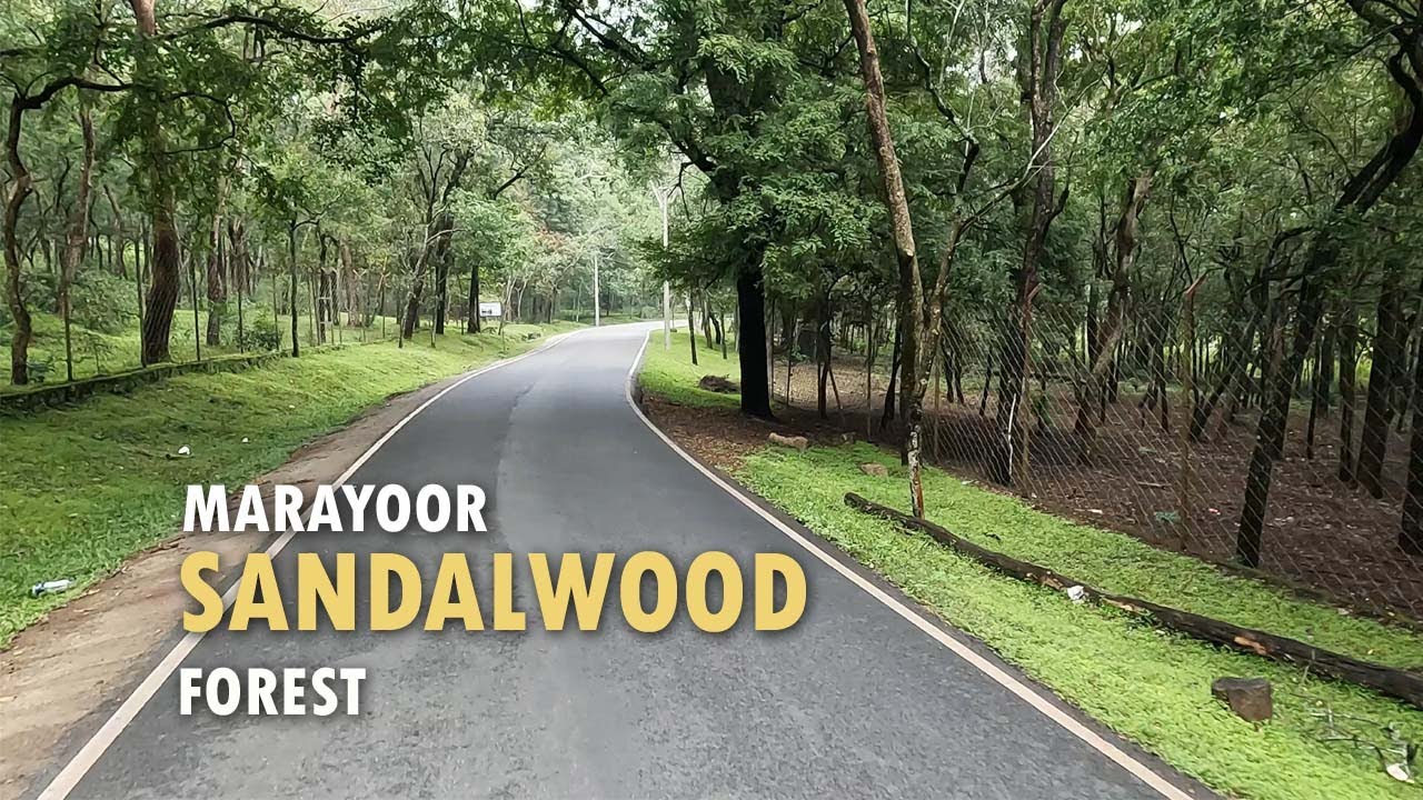 Marayoor Sandalwood Forest | Chinnar Wildlife Sanctuary | Munnar ...