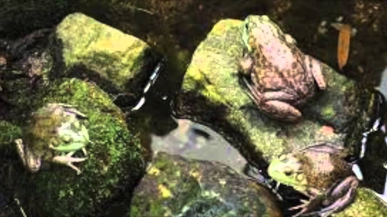 The Importance of Frogs - YouTube
