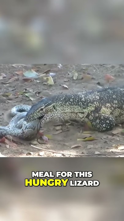 Deadly Showdown! Monitor Lizard vs Python 😱 #shortsviral #animals # ...
