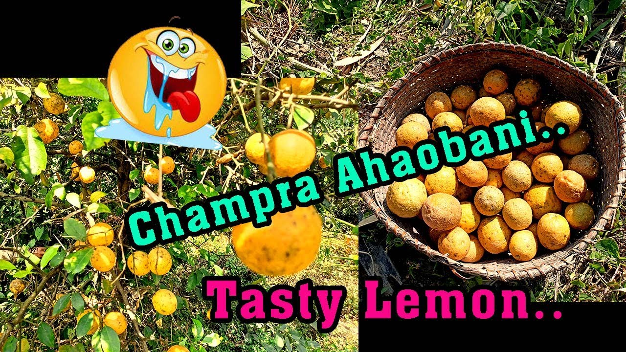 Juicy Lemon Plucking || Champra Hekpa || Hangkok Amaju Thengnaba - YouTube