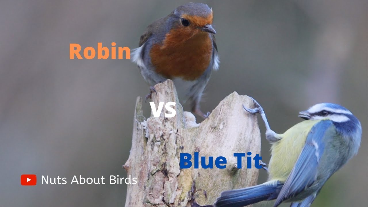 Robin VS Blue Tit - YouTube