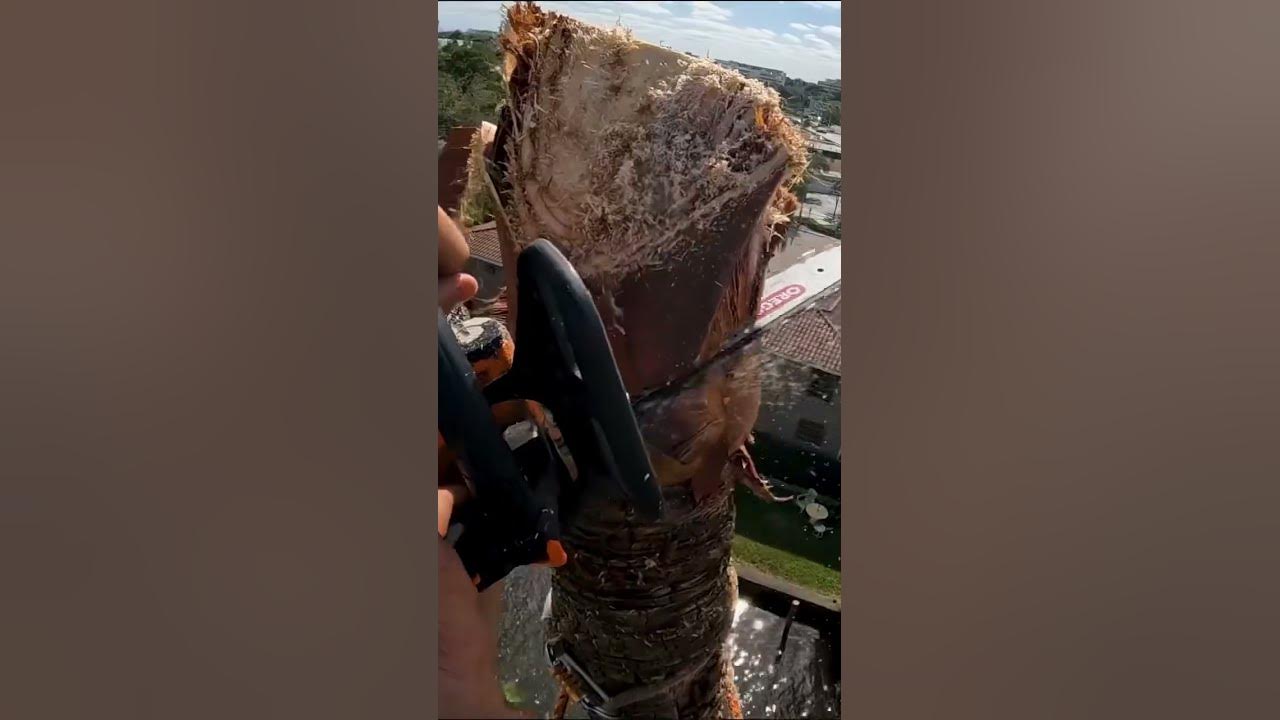 Cutting Down A Tall Wobbly Palm Tree YouTube cutting-down-a-tall-wobbly-palm-tree-youtube