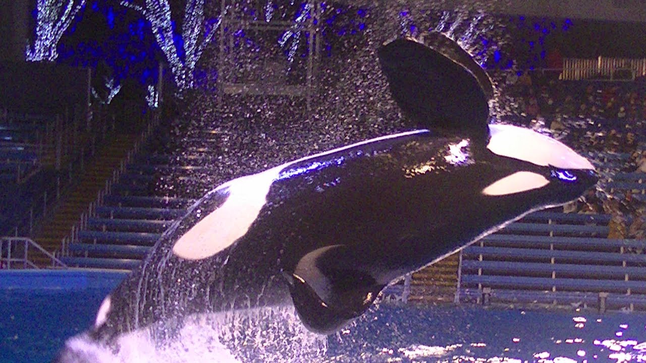 Orca Encounter (Kyuquot's Breach) December 4, 2020 - SeaWorld San ...
