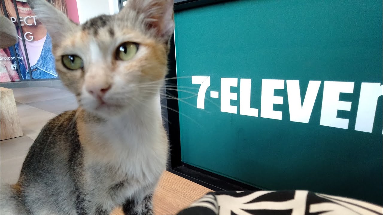 7 Eleven Cat at Datum Jelatek Mall - Kucing 7E Malaysia - YouTube
