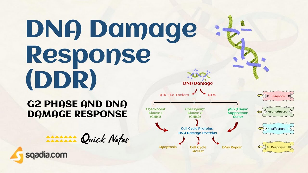 G2 Phase and DNA Damage Response | DNA Damage Response (DDR) - YouTube