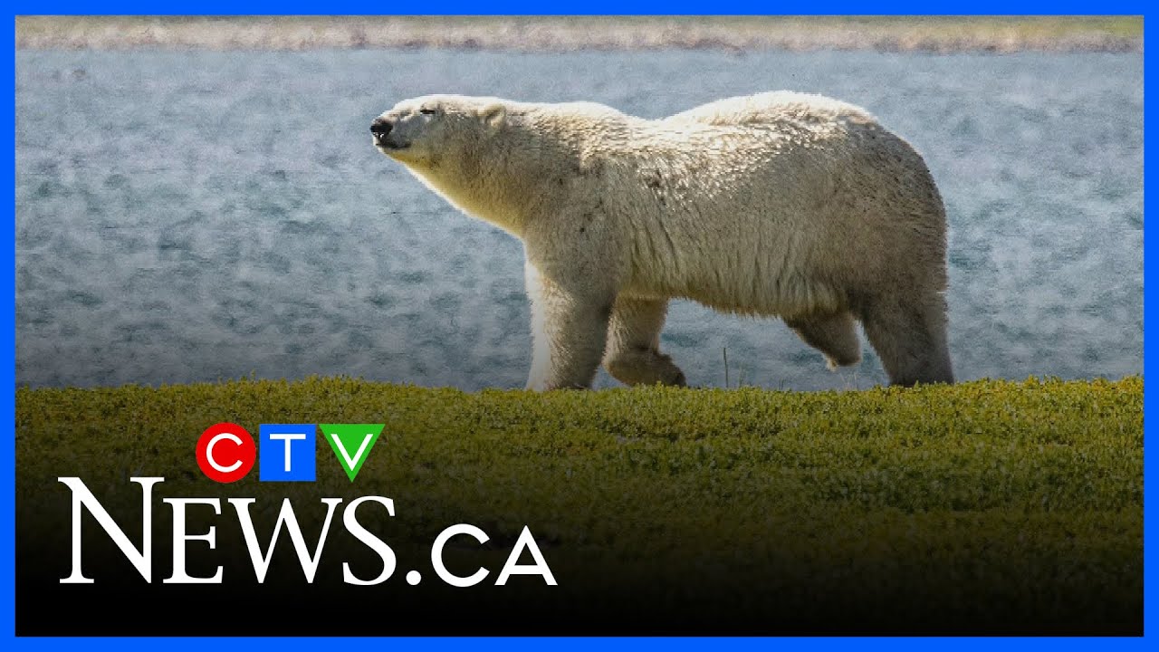 Tripod the polar bear defies the odds - YouTube