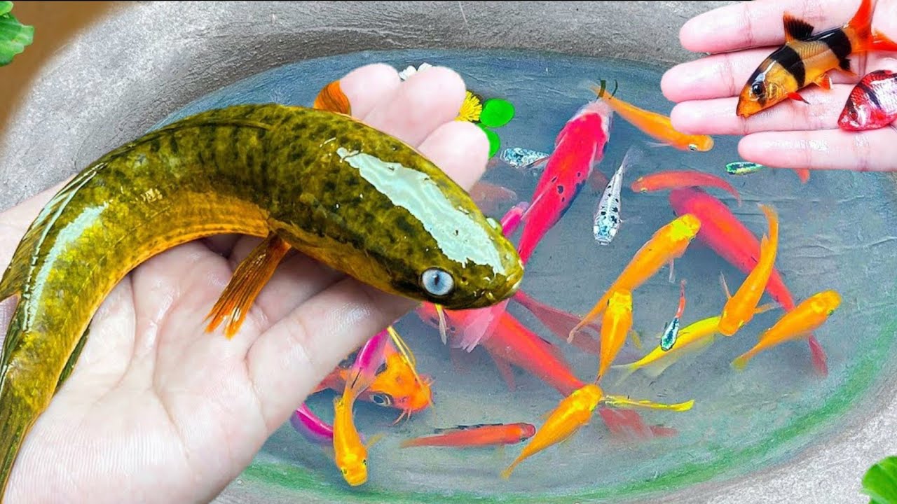 Catching Catfish in Tiny lake, Koi fish, Guppy fish, Molly, Ornamental ...