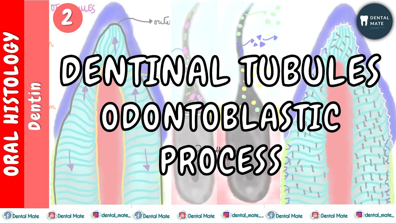 Dentinal tubules | Odontoblastic process | Curvatures | Branches | Dr ...