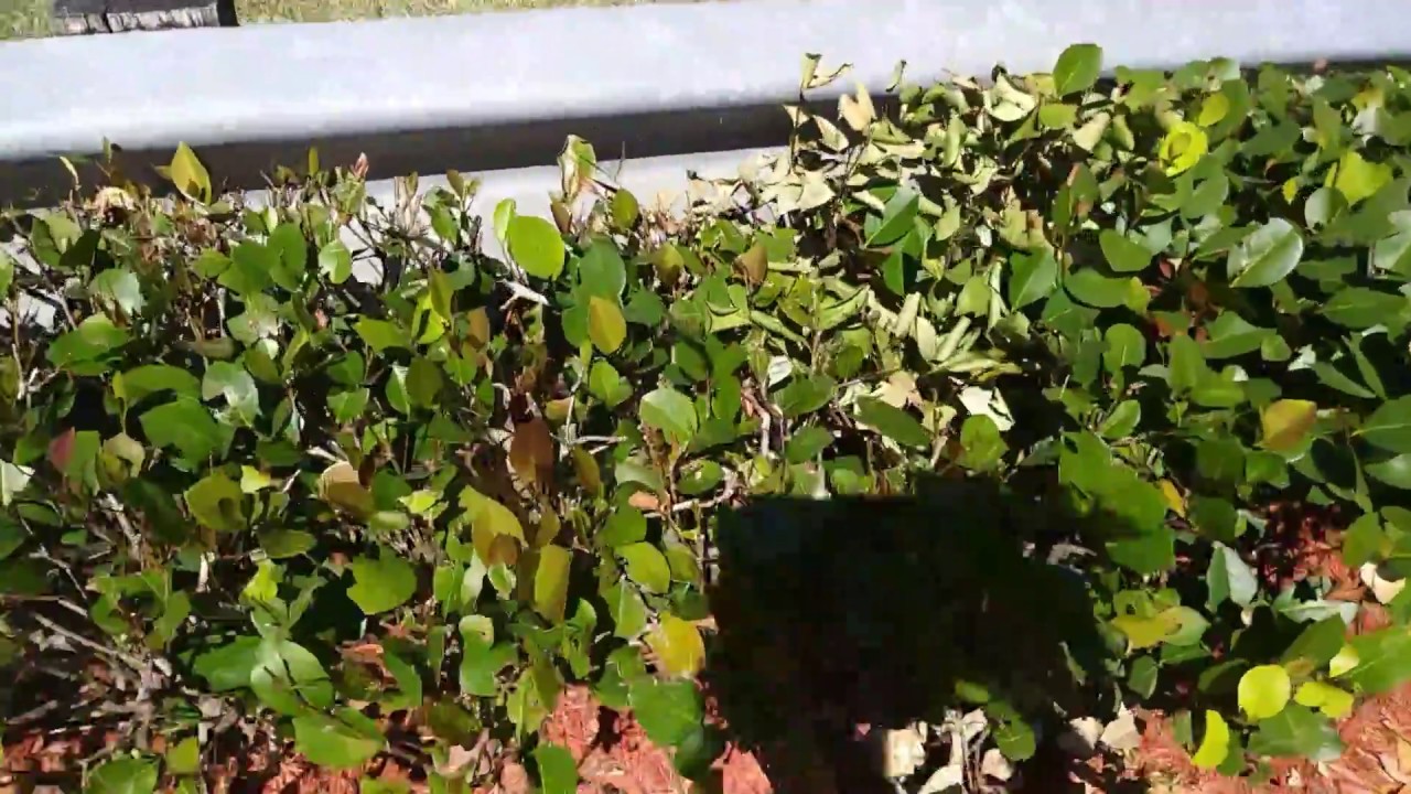 Roundup Herbicide Damage