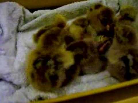 9 gold partridge Pekin chicks few hours old - YouTube