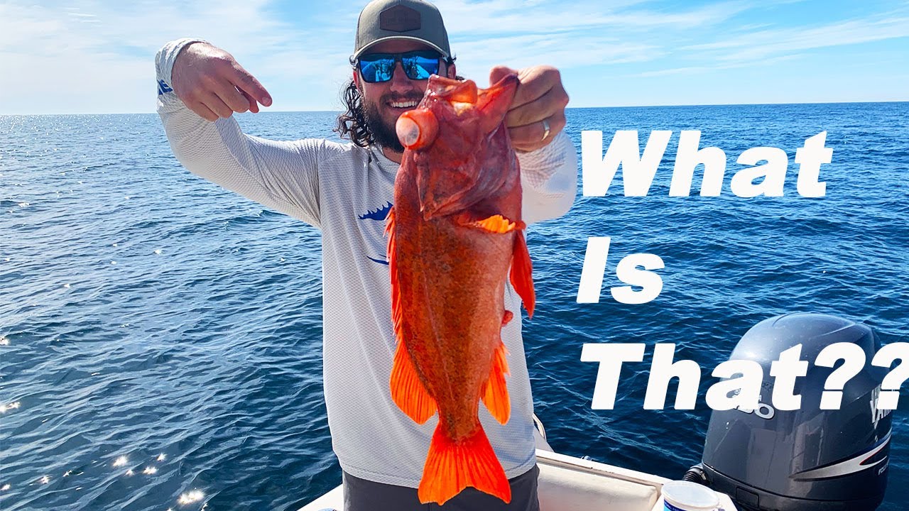 Fishing The Coast Of California {Weird Looking Fish} - YouTube