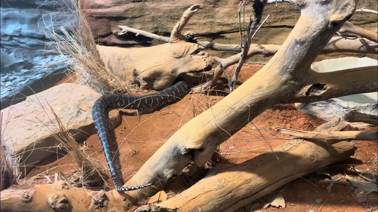 Reptiles in Sydney Zoo? Snakes and monitor | Scary to see them ...