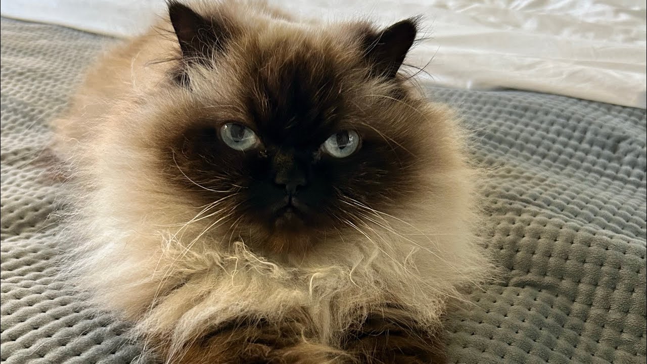 Penelope the Grumpy face Himalayan cat cosy on the bed. - YouTube