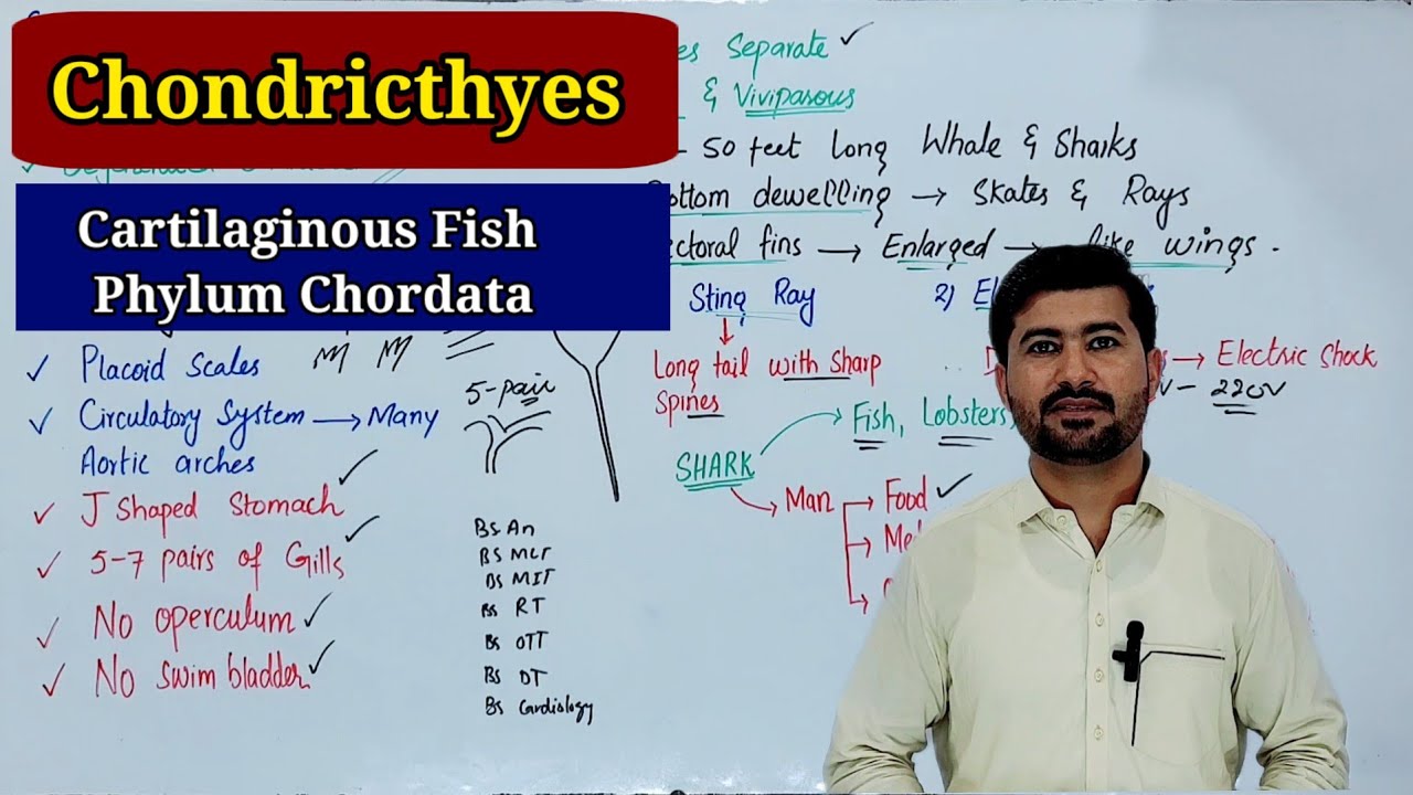 super class pisces Chondricthyes or Cartilaginous Fish | phylum ...