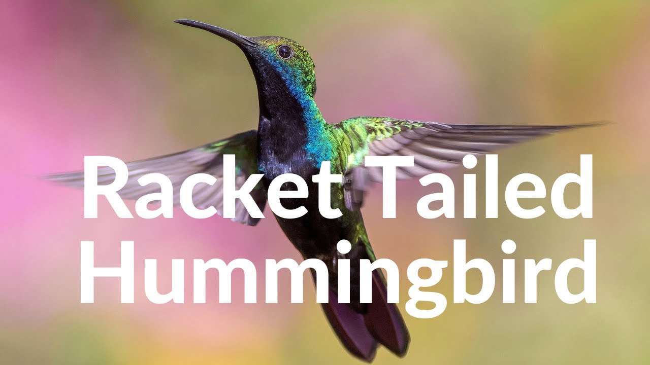 Fascinating Video Of Racket-tailed Hummingbirds In Flight. - YouTube