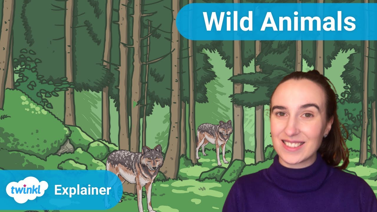All about Wild Animals - YouTube
