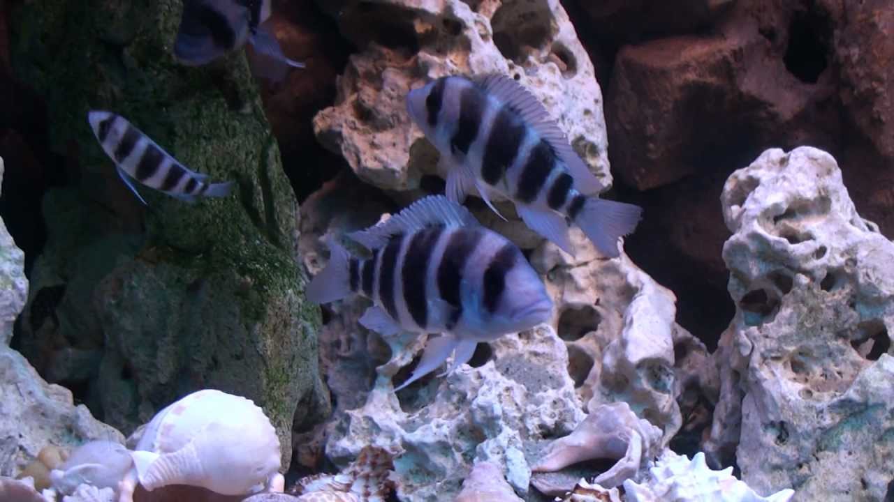 Cyphotilapia frontosa "Blue Mpimbwe" - YouTube