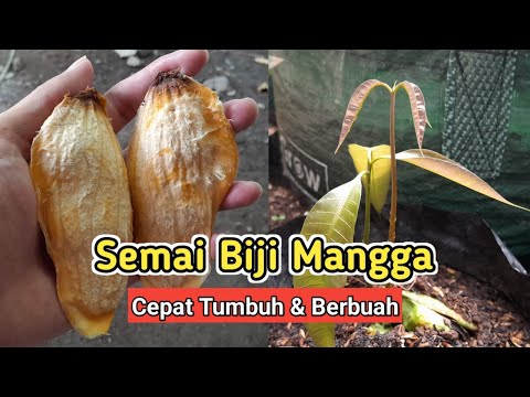Cara Semai / Menanam Biji Mangga Agar Cepat Tumbuh Dan Berbuah