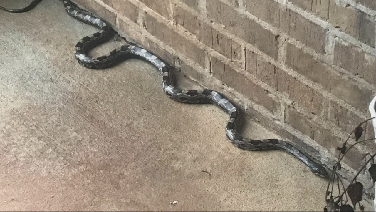 Snake on a patio - YouTube