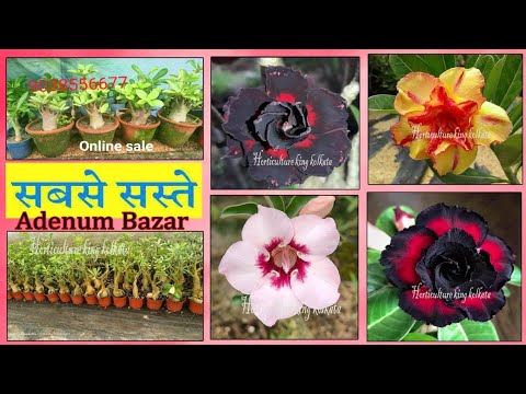 Biggest Adenium Nursey In Kolkata | Adenium Nursery | Adenium Plants ...