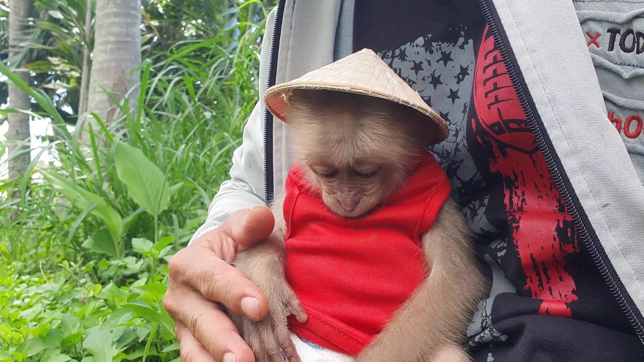 Baby monkey Mika dozing looks so cute - YouTube
