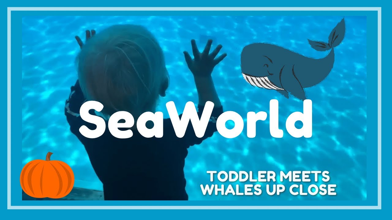A Baby Connoisseur Goes To SeaWorld During Halloween Events - YouTube