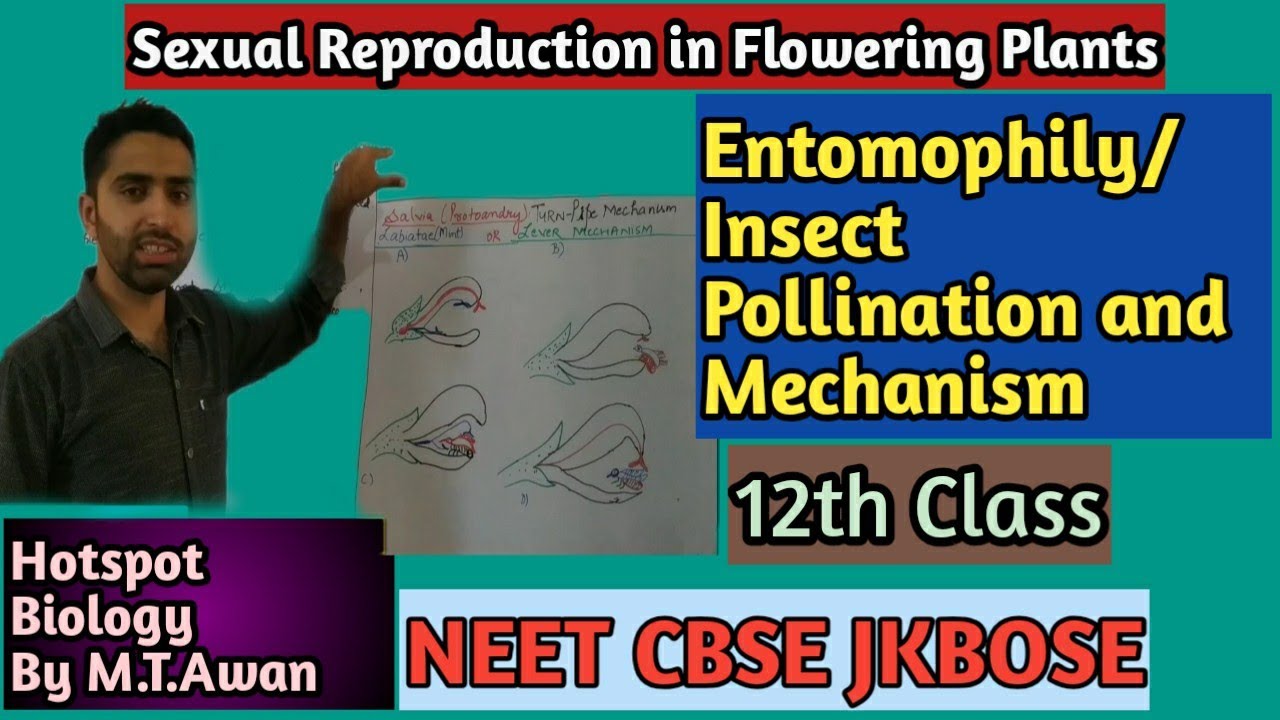 Lec 18 Class 12 Bio Ch.2- Entomophily Floral Features & Mechanism of ...