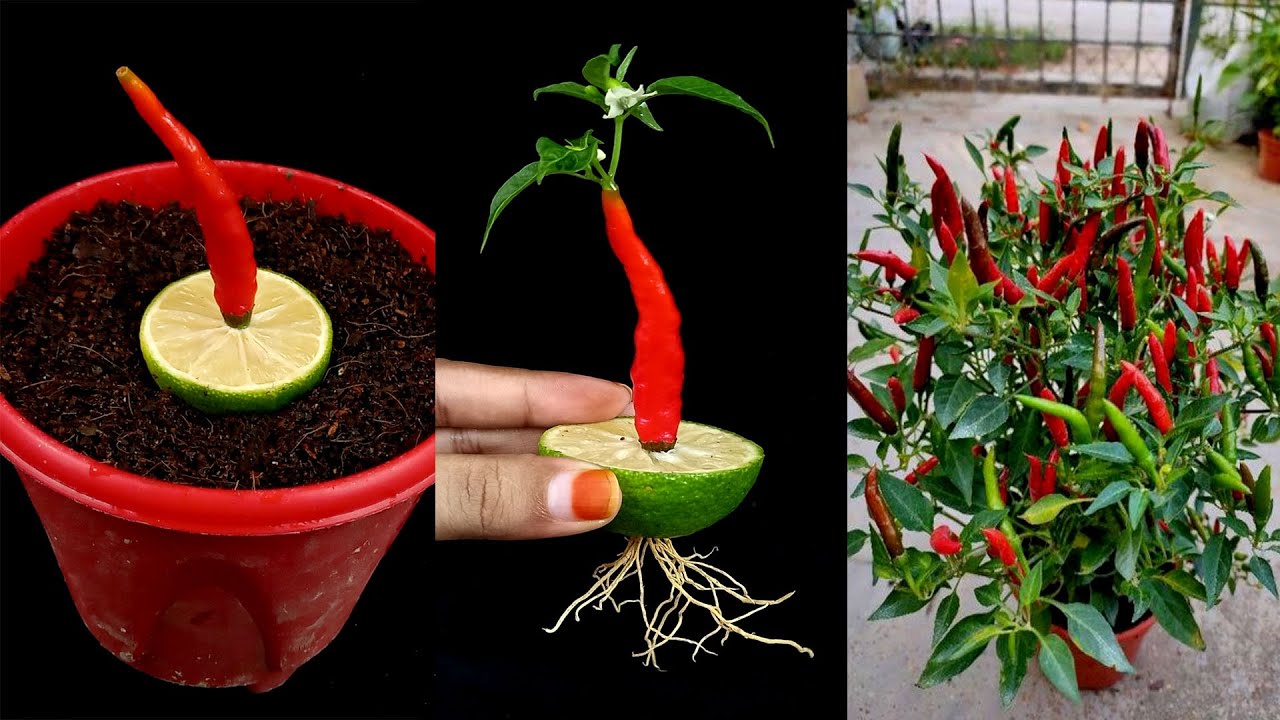 How to grow chilli plant at home \\ how to propagate chilli use lemon ...