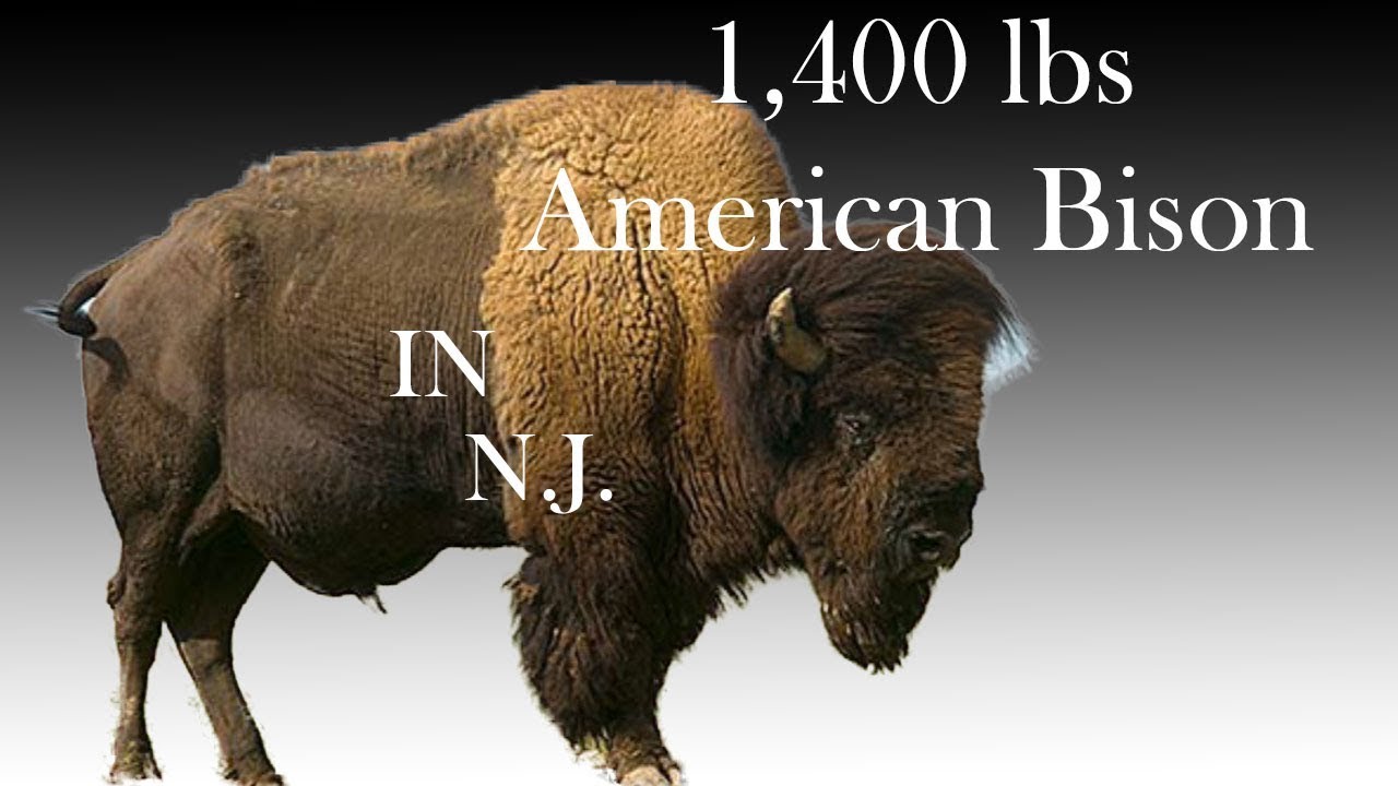 Buffalo in New Jersey | American Bison Farm - Readington River - YouTube