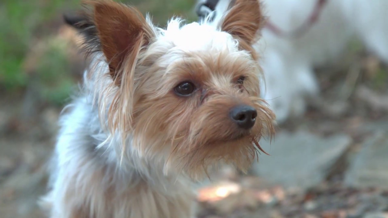 Lindos videos de cachorros para niños y amantes de los cachorros - YouTube