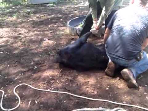 herrando el ganado - YouTube