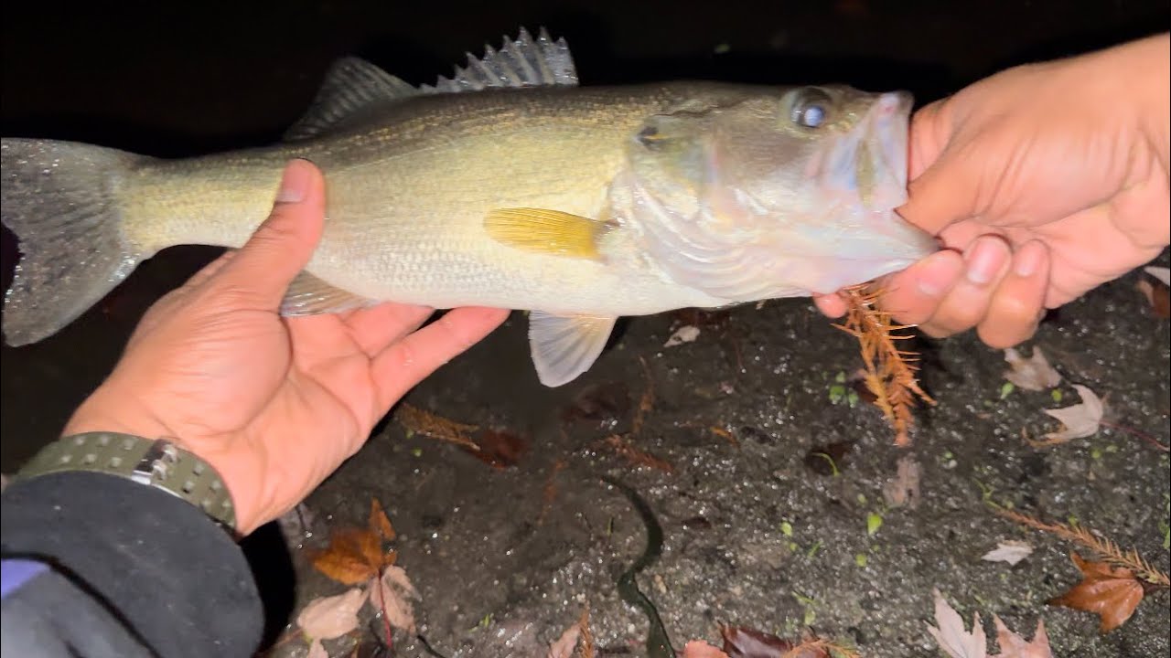 Evening Bass Bite!! At Sunset , Bass fishing - YouTube