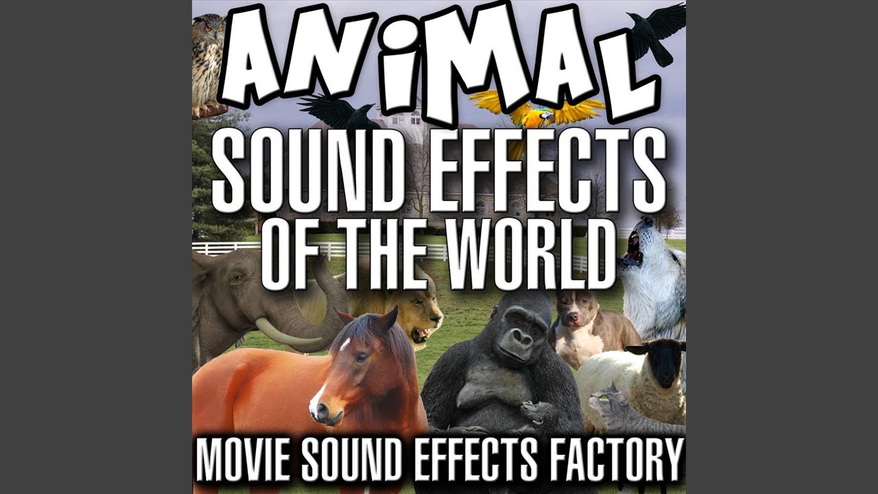 Cougar Sound Effect - YouTube