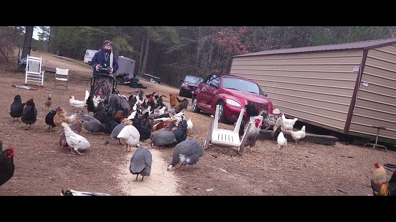 Feed Hunger Chickens, work Out ,Plus New Born Baby' Quail & Bobwhite # ...