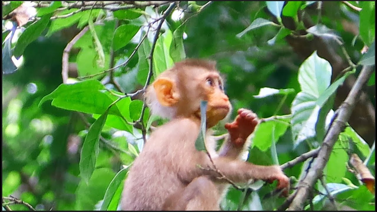 Cute baby Zuri : Amanda give new Lesson to it soon as Riky in to once ...