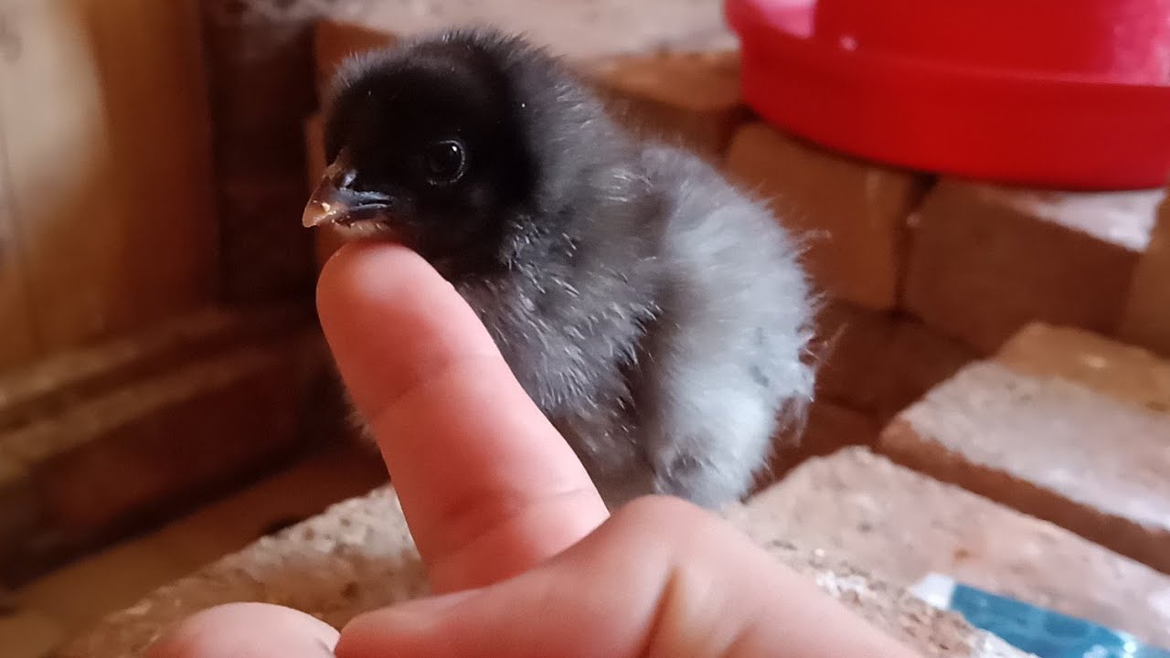 Cómo saber si mi pollito siente frío y se va enfermar - YouTube