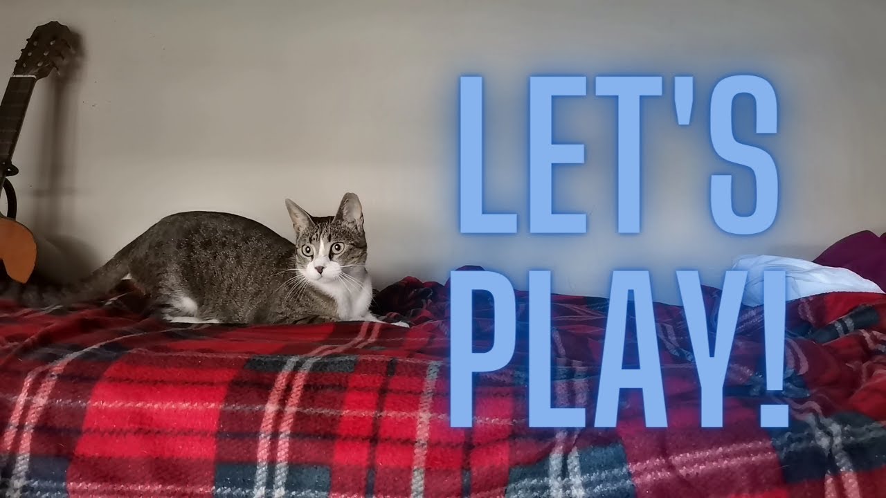 Ecstatic Cat Plays Like Crazy! | Cat Playing on Bed - YouTube