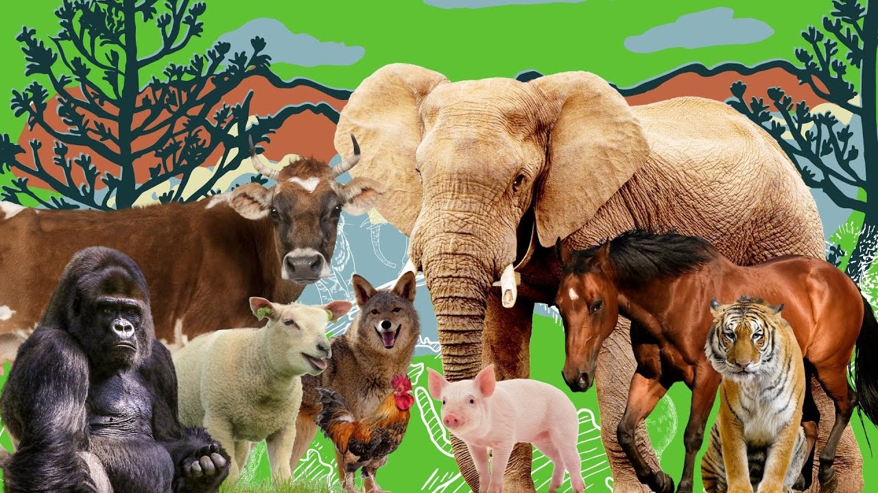 Learn to Recognize Cows, Cats, Chicken, Dogs, Monkey, Horse, Owl, Bee ...