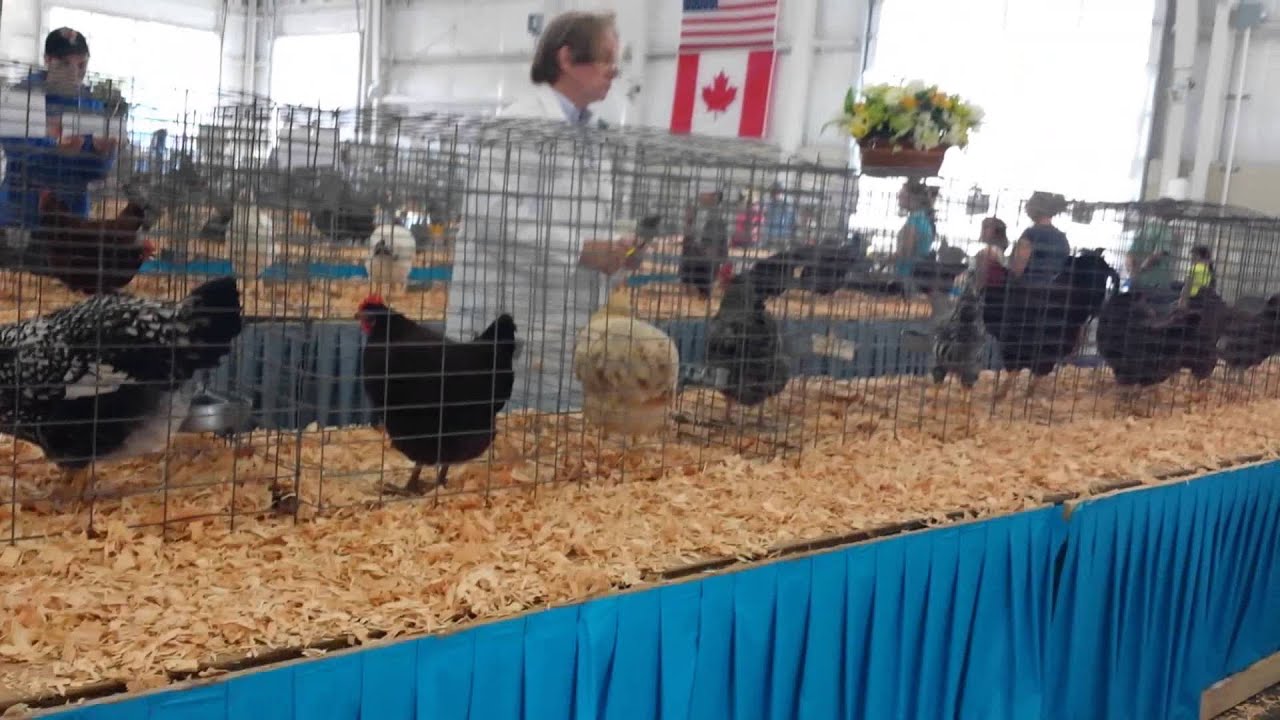 Chicken judge, judges our Silver Laced Wyandotte. - YouTube