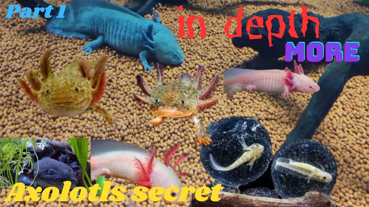 Discover the Fascinating World of Axolotls. Part 1 #Axolotls - YouTube