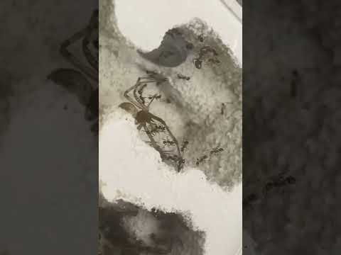 Do Common House Spiders Eat Ants