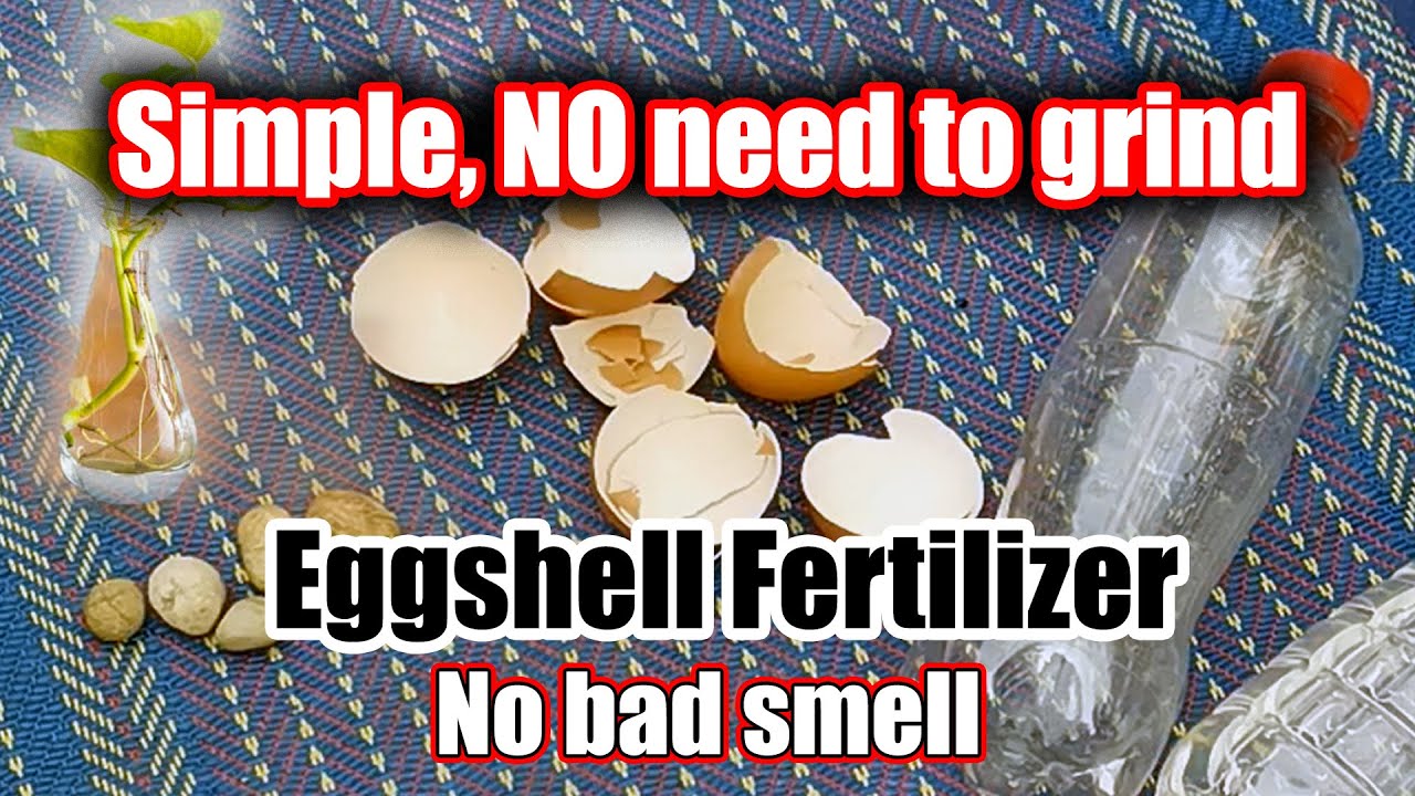 How to make Eggshell Fertilize, Do not have to wait, Can be used ...