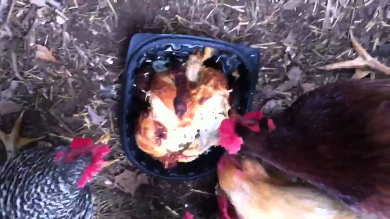 Cannibalism in Free Range Chickens View at your Own Risk - YouTube