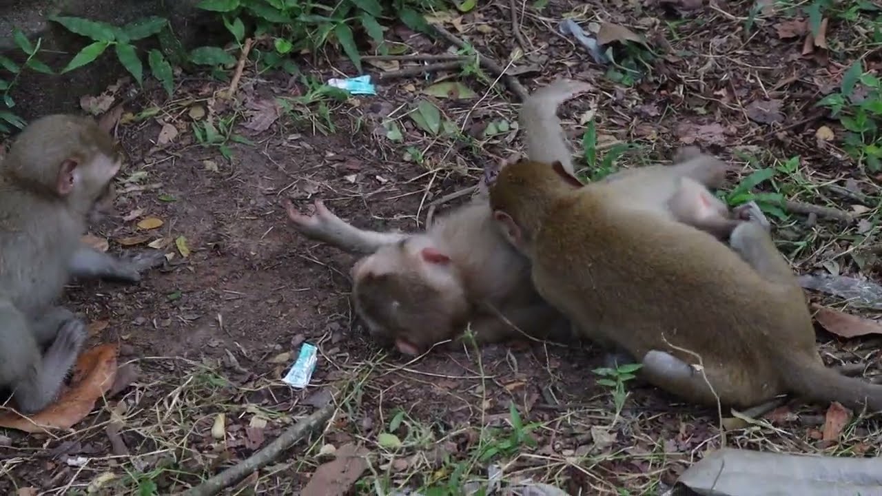 Play together with brother monkey 3254 #shorts - YouTube