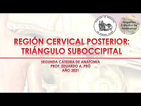 L1.2 | Triángulo suboccipital | Anatomía 2 | FMed UBA - YouTube